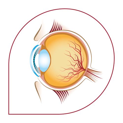 Eye Care - Amman Pharmaceutical Industries API